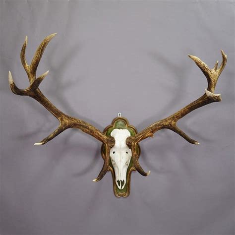 Capital Black Forest 16 Pointer Deer Trophy On Wooden Plaque Chairish