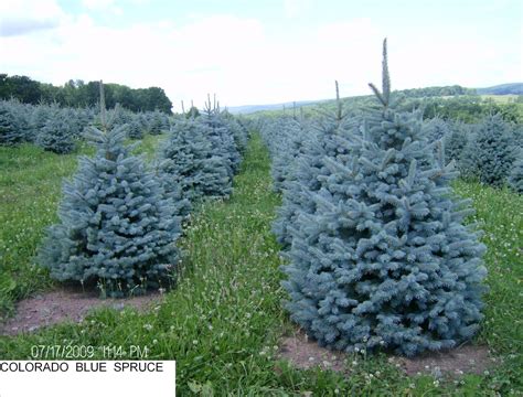 Conifers Photo Gallery