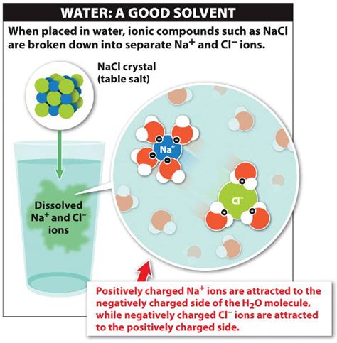 Ionic Salt Dissolving Into Water Why Does Salt Dissolve In Waterthe