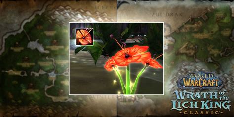 Best Tiger Lily Farming Routes WotLK Classic