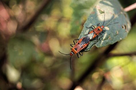 Premium Photo Sexual Reproduction Insect On The Green Leaf