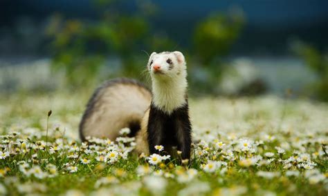 Quelle Est La Différence Entre Un Furet Et Une Fouine Organizen