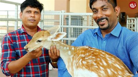 ویدئو غذای روستایی؛ پخت کاری هندی با گوزن پرورشی 12 کیلوگرمی