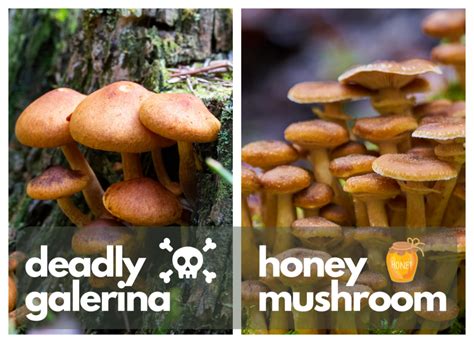 Honey Mushroom Identification Armillaria Mellea