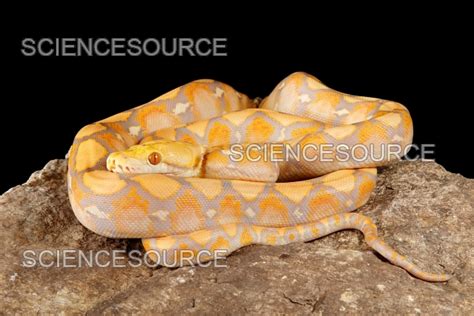 Purple Reticulated Python Morphs