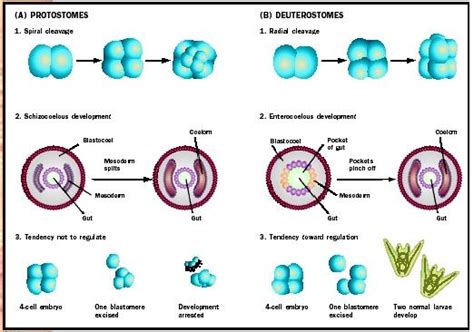Development Biology Encyclopedia Cells Body Human Process