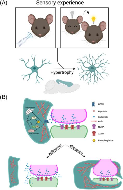 The Role Of Astrocyte Structural Plasticity In Regulating Neural