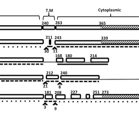 multiple sequence alignment of human and murine trail rs sequence download scientific diagram