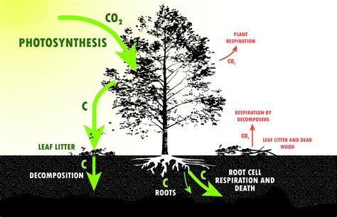 Division Of Forestry And Wildlife Forestry Program Forest Carbon Projects