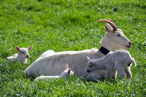 La chèvre et les trois chevreaux Notre Histoire