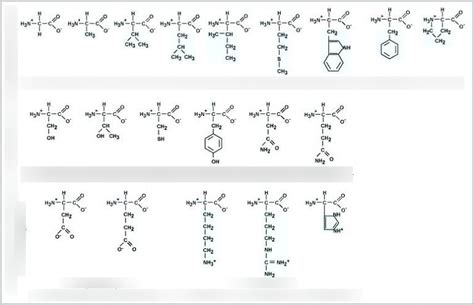 Mcat Amino Acids Diagram Quizlet Mcat Amino Acids Diagram Quizlet