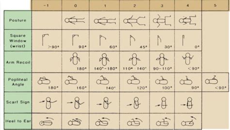 Peds Normal Growth And Development Exam 4 Flashcards Quizlet