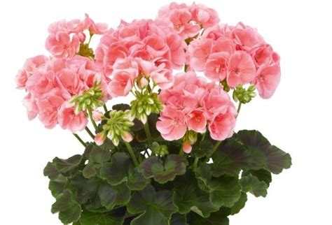 Pelargonija Zonale SALMON QUEEN | Vrtnarstvo IRIS