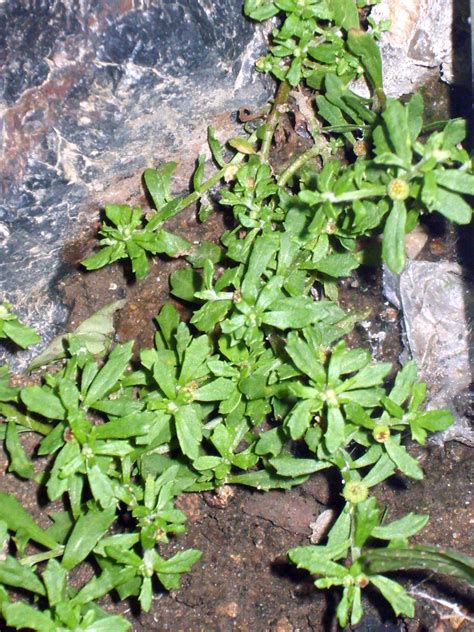 Centipeda Minima Images Useful Tropical Plants