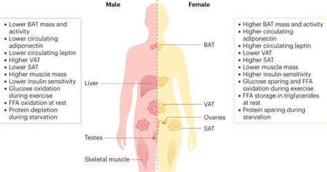 Sex Differences In Energy Metabolism Natural Selection And