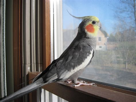 Cockatiel Wallpapers Wallpaper Cave