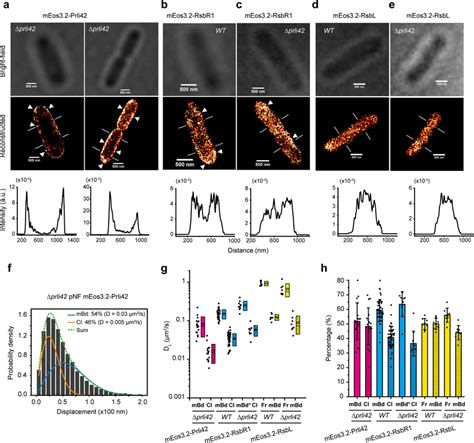 Palm Localization And Diffusion Revealed By Single Particle Tracking A Download Scientific