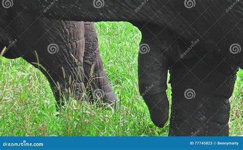 African Elephant Penis Stock Video Video Of Amboseli 77745823