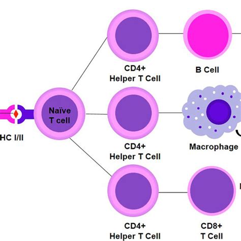 Effector T Cell Functions Activation Of Cd4 Helper T Cells Via