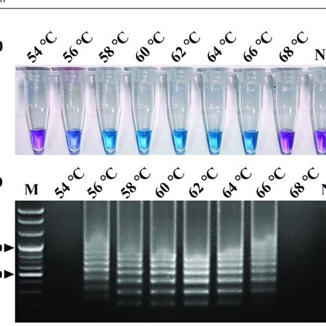 Optimal Reaction Temperature Of The Visual Reverse Transcription