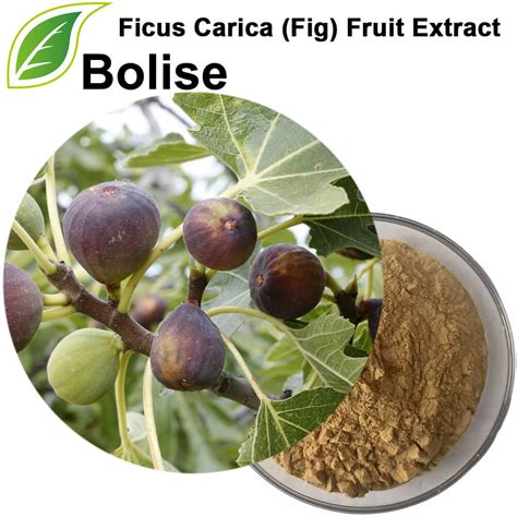 Buy Ficus Carica Fig Fruit Extract Price For Sale From Bolise