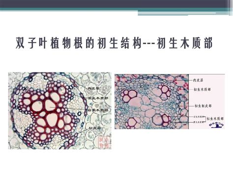 实验五 植物根的初生结构和次生结构 Word文档在线阅读与下载 无忧文档