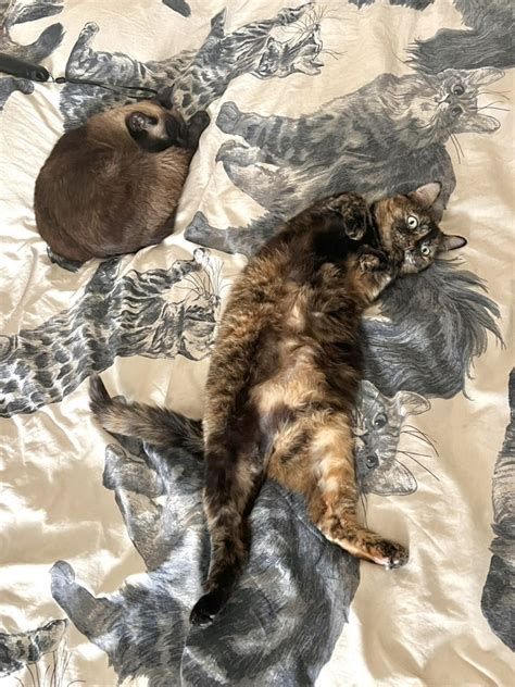 ВЗРОСЛЫЙ КОНТЕНТ On Twitter они