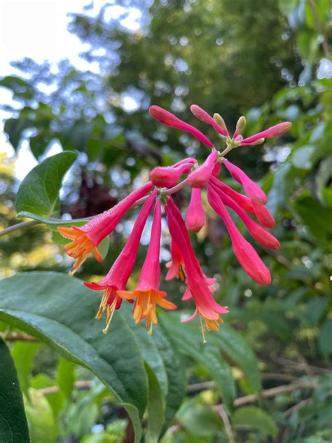 Coral Honeysuckle Vine Lonicera Sempervirens Flower Moon Nursery