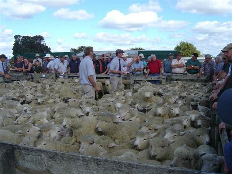 Feilding Saleyards Guided Tour 2025 All You Need To Know Before You Go With Reviews