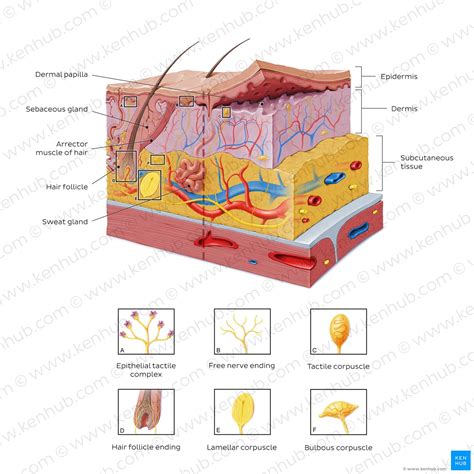 Integumentary System Labeled Membranes And The Integumentary System
