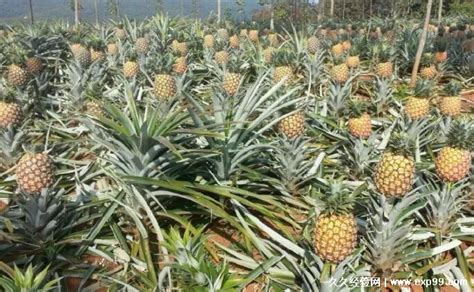 菠萝长在树上还是地上其实是长在地上的 附真实野生菠萝图片 久久经验网