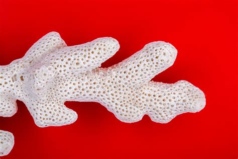 무료 이미지 바다 분기 화이트 돌 수중 무늬 고대의 불가사리 산호 생명 디자인 패턴들 천공 된 극피