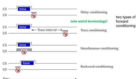 20 Theory Of Associative Learning Flashcards Quizlet