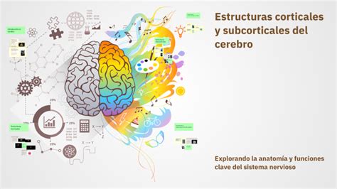 Estructuras Corticales Y Subcorticales Del Cerebro By Carolina Garcia