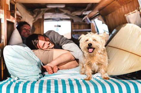 Viajar Con Mascotas En La Camper Lo Que Debes Saber