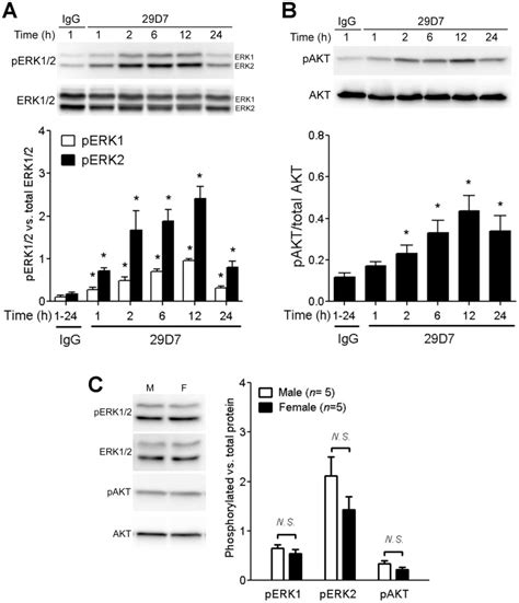 P7 Rat Pups Received An Icv Injection Of Control Igg Or 29d7 0 3 Nmol Download Scientific