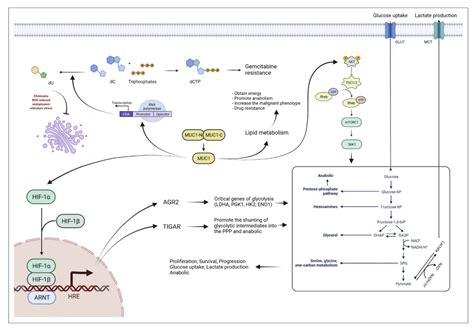 肿瘤靶向治疗新靶点：muc1 知乎