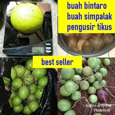 Jual Buah Simpalak Buah Bintaro Pengusir Tikus Bukan Racun Tikus Shopee Indonesia