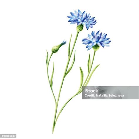 흰색 배경에 격리된 수채화 파란색 수레국화 그림 미용 제품 및 식물학 세트 미용 및 의학의 세부 사항 디자이너 스파 장식 엽서 포장지 스크랩북 표지 초대장 포스터 및 직물