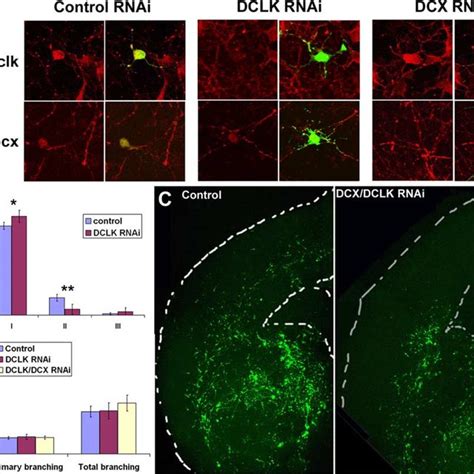 Effect Of Dcx Rnai On Interneuron Migration And Morphology A The Download Scientific Diagram