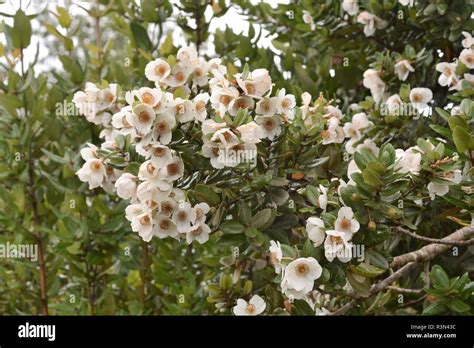 Flora De Chile Fotos Und Bildmaterial In Hoher Auflösung Alamy