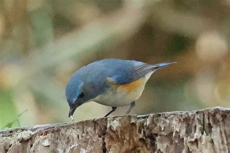 ルリビタキ 冬に撮りしも 夏の季語 江戸川近くの公園 旅プラスの日記