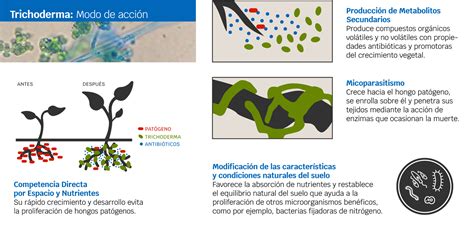 Mycotech® ¿que Es La Trichoderma