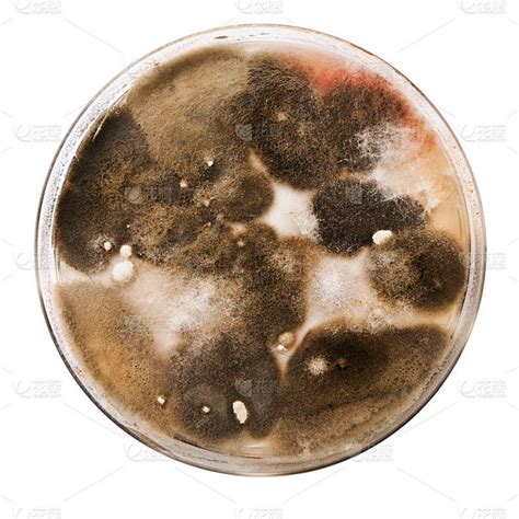 有霉菌的培养皿