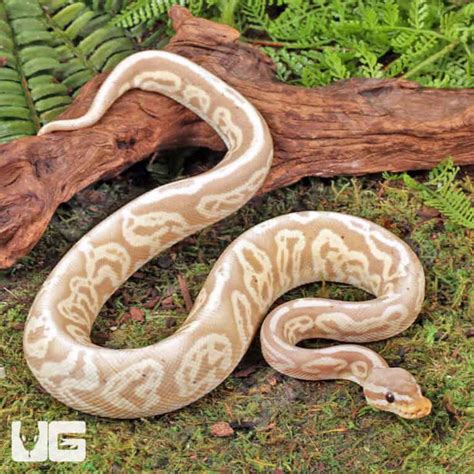 Banana Mojave Ball Python For Sale Underground Reptiles