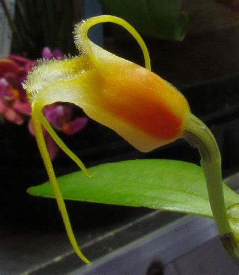 Masdevallia Strobelii