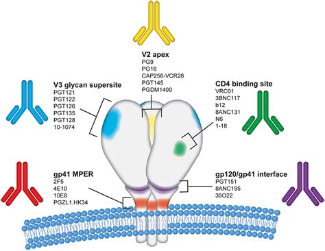 Frontiers Advancing Hiv Broadly Neutralizing Antibodies From