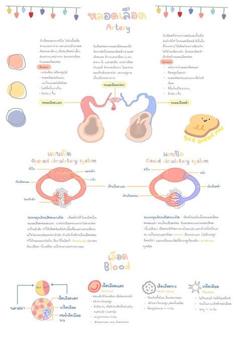 วิทย์ ม 2 ระบบหมุนเวียนโลหิต Ep 1 Artofit