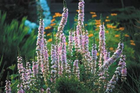 Купить необычные многолетники