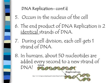 Dna Replication Definition